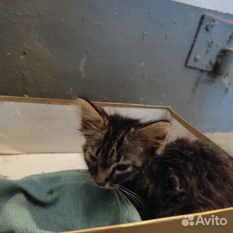 Котенок идёт дом
