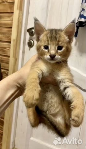 Кошечки Чаузи ф1 65 дикой крови