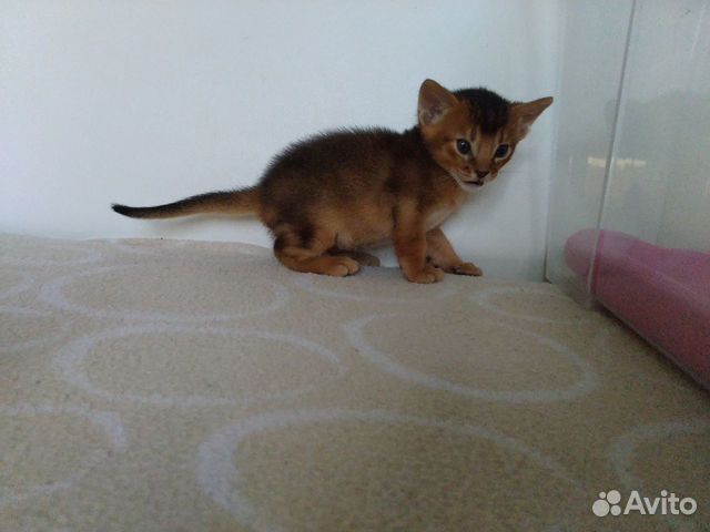 Абиссинские котята