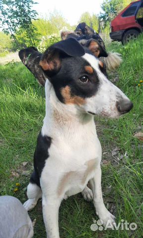 Собаки бесплатно