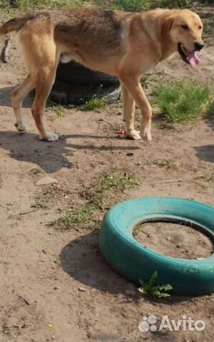 Собаки потеряшки