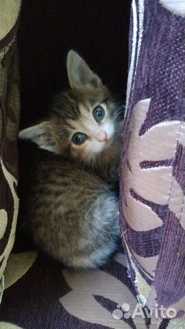 Малышка Афина ищет дом