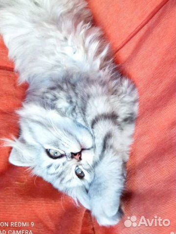 Шотландский котенок