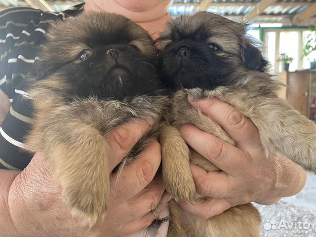 Щенки пекинеса