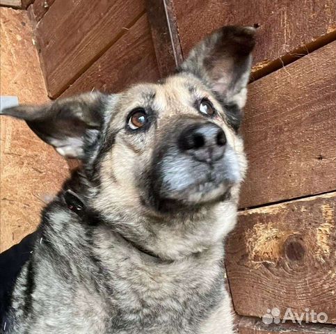 Старенькая собака умирает в приюте