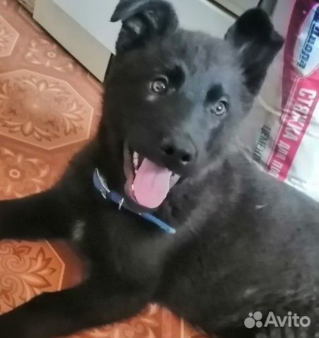 Щеночек Ночка в добрые руки