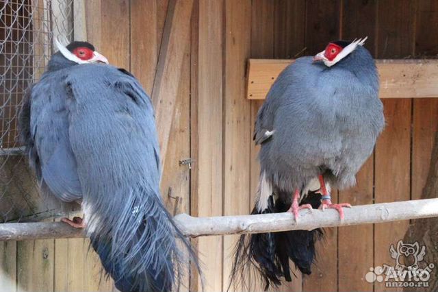 Синии ушастые фазаны