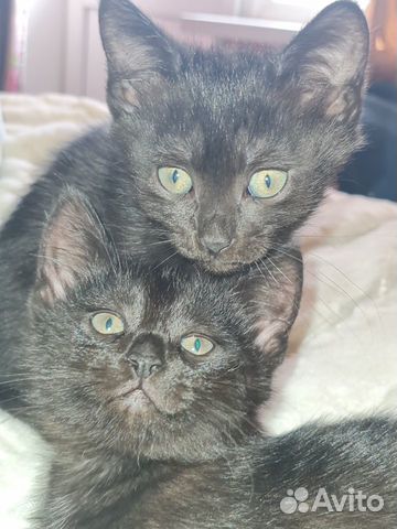 Котята черные девочка 2 мес в дар