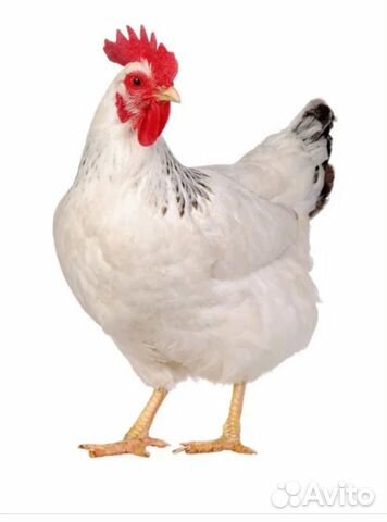 Несушки,гусята,бройлер