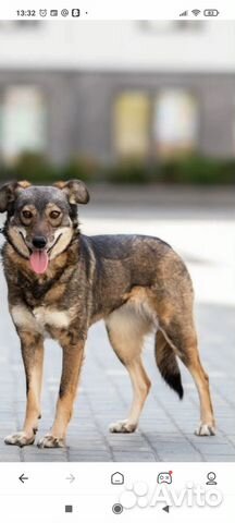 Отдам в добрые руки