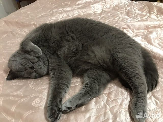 Кот