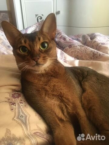 Абиссинская кошка в добрые руки