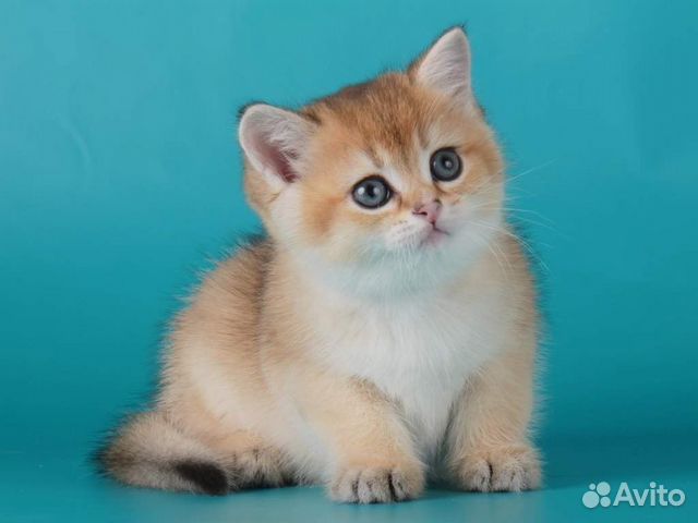 Британские котята золотая шиншилла