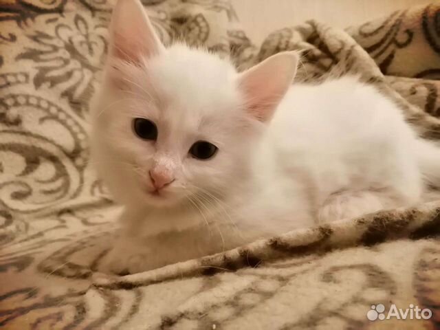 Очаровательные белоснежные метисы