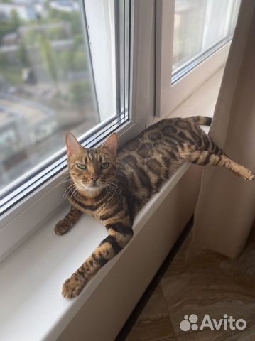 Кошка