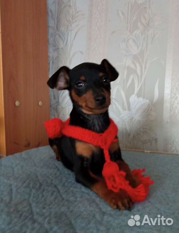 Щенки цвергпинчера кобели