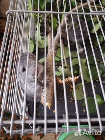 Шиншилл малыш (щенки)