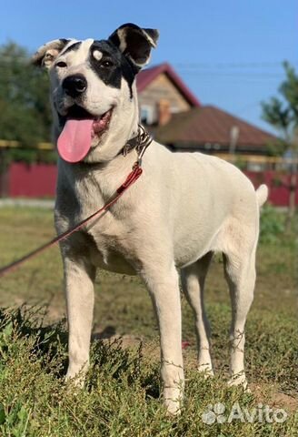 Собаки бесплатно