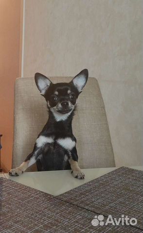 Собаки чихуахуа мини