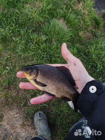 Медный карась