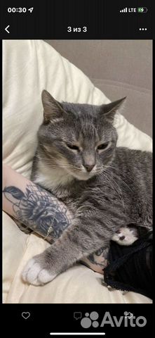 Котик обычный