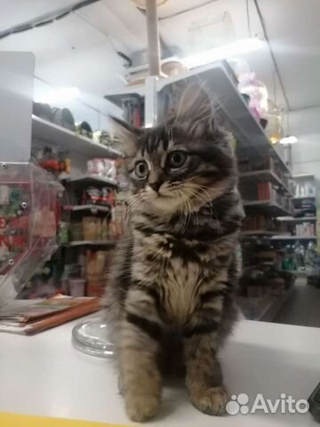 Котята