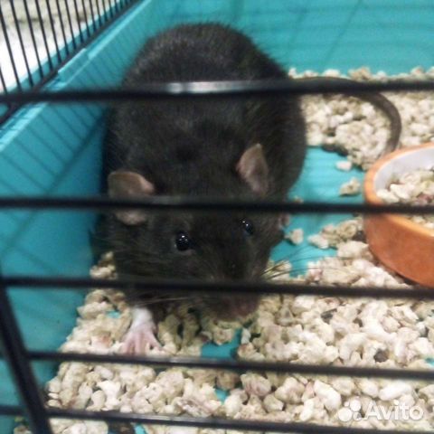 Крыса дамбо с клеткой