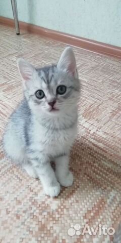 Шотланская прямоухая кошка