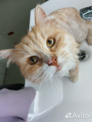Кошка Карамелька в добрые руки
