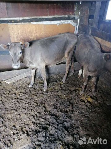 Телята телочки