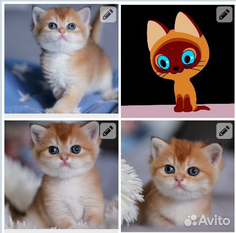 Милашка малышка (мультик котенок по имени Гав)