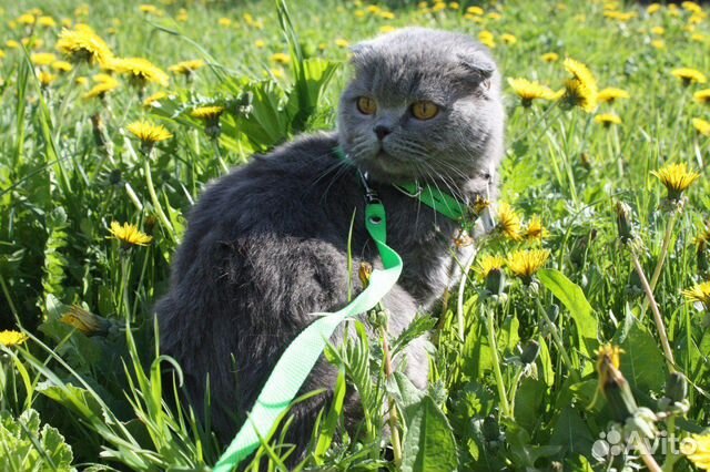 Шотландская кошечка