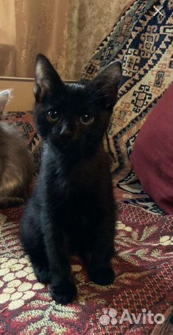 Кошка