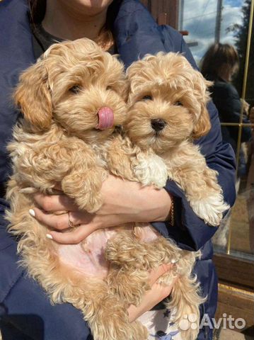 Мальтипу Ф1 премиум малыши Элита