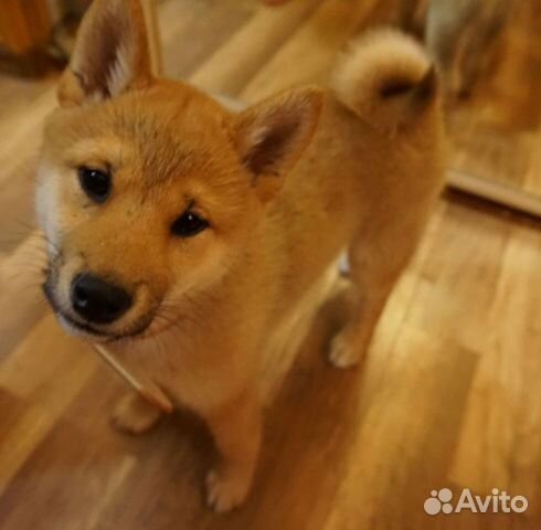Щенок Сиба шиба ину