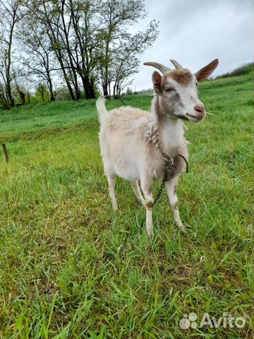 Коза дойная