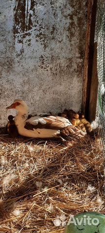 Индоутята суточные