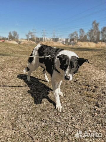 Луше тяжело в приюте