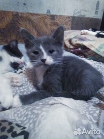 Смешной котенок,2 месяца,ищет дом