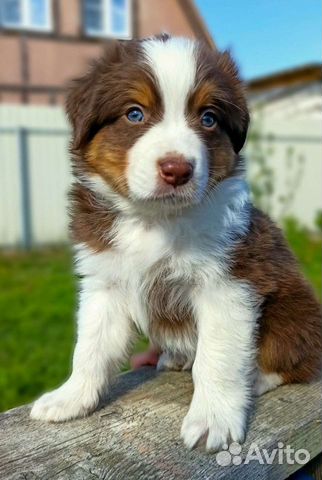 Австралийская овчарка