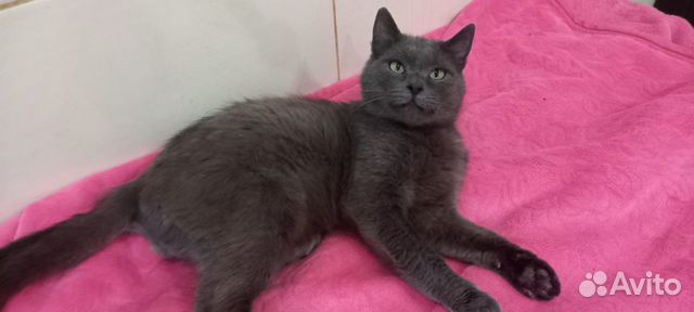 Бывшедомашний котик в заботливые руки