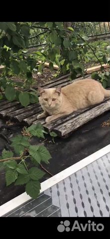 Кот сибирский рыжий кот