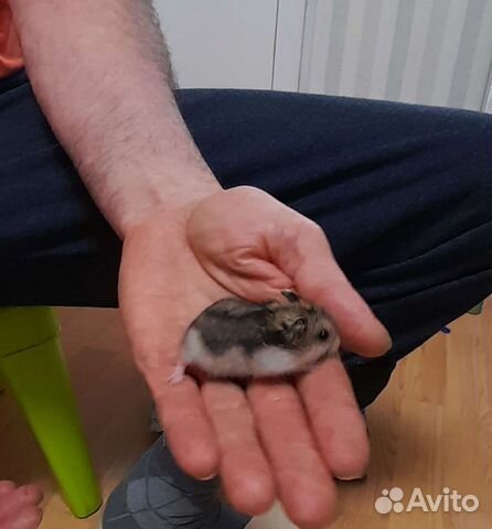 Джунгарский хомяк бесплатно
