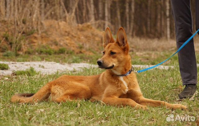 Бадди в поисках хозяина