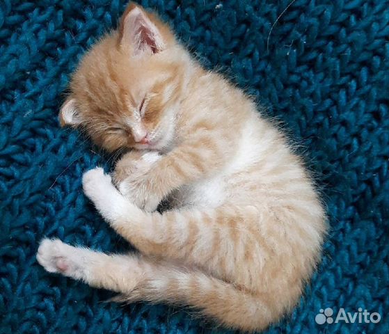 Рыжий ласковый котенок девочка