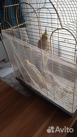 Папугаи Карела