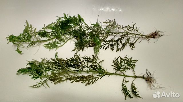 Аквариуное растение. Папортник