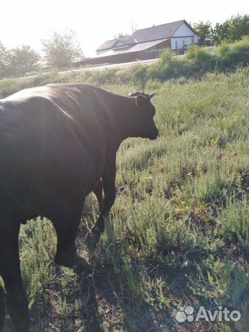 Телки стельные