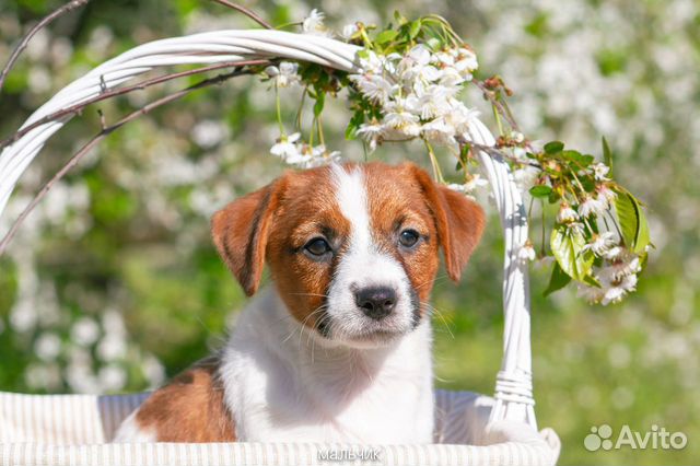 Щенки Джек Рассел терьер