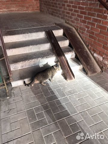 Кошка в дар бесплатно